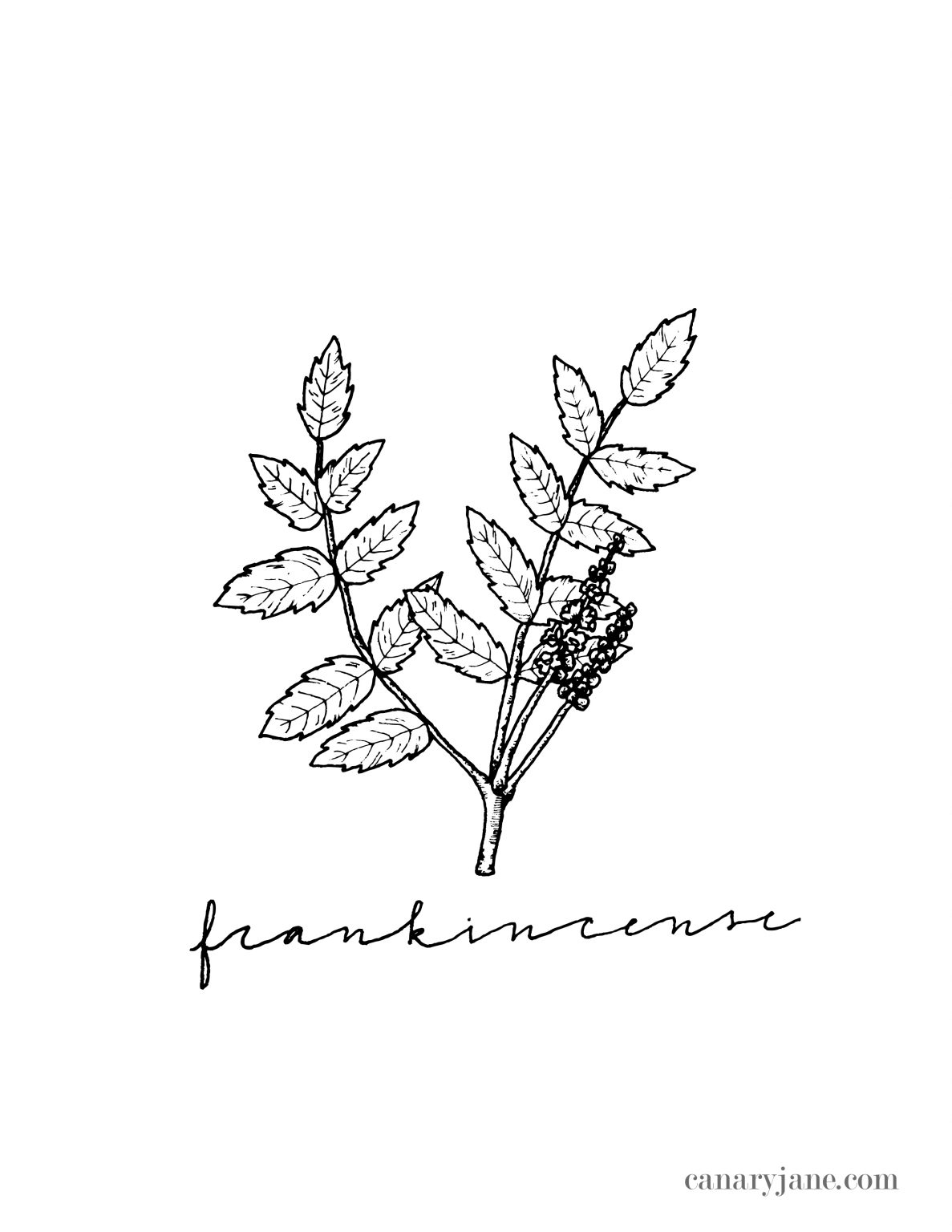 Botanicals of Christ Free Printable – Plants in Jesus Life – Canary Jane