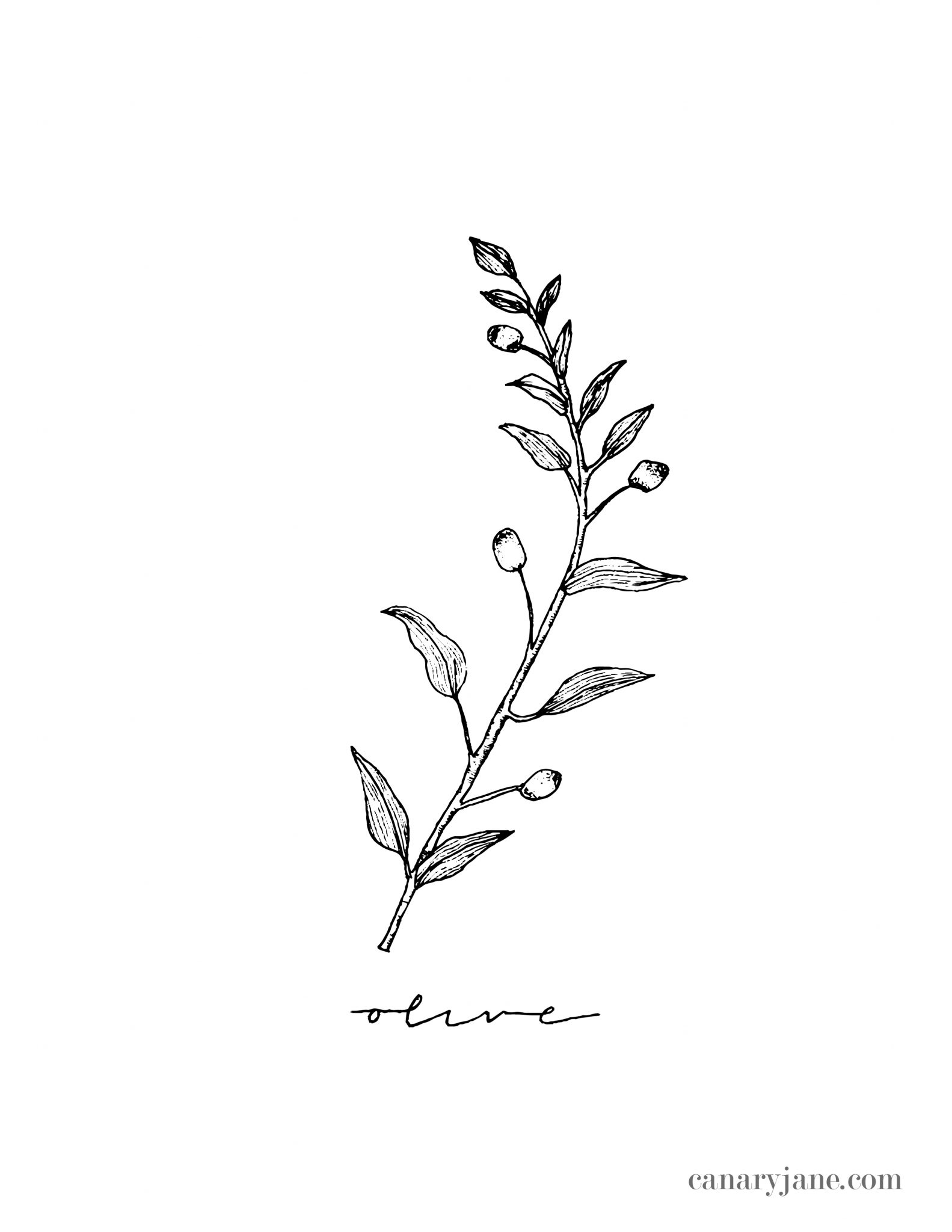 Botanicals of Christ Free Printable – Plants in Jesus Life – Canary Jane