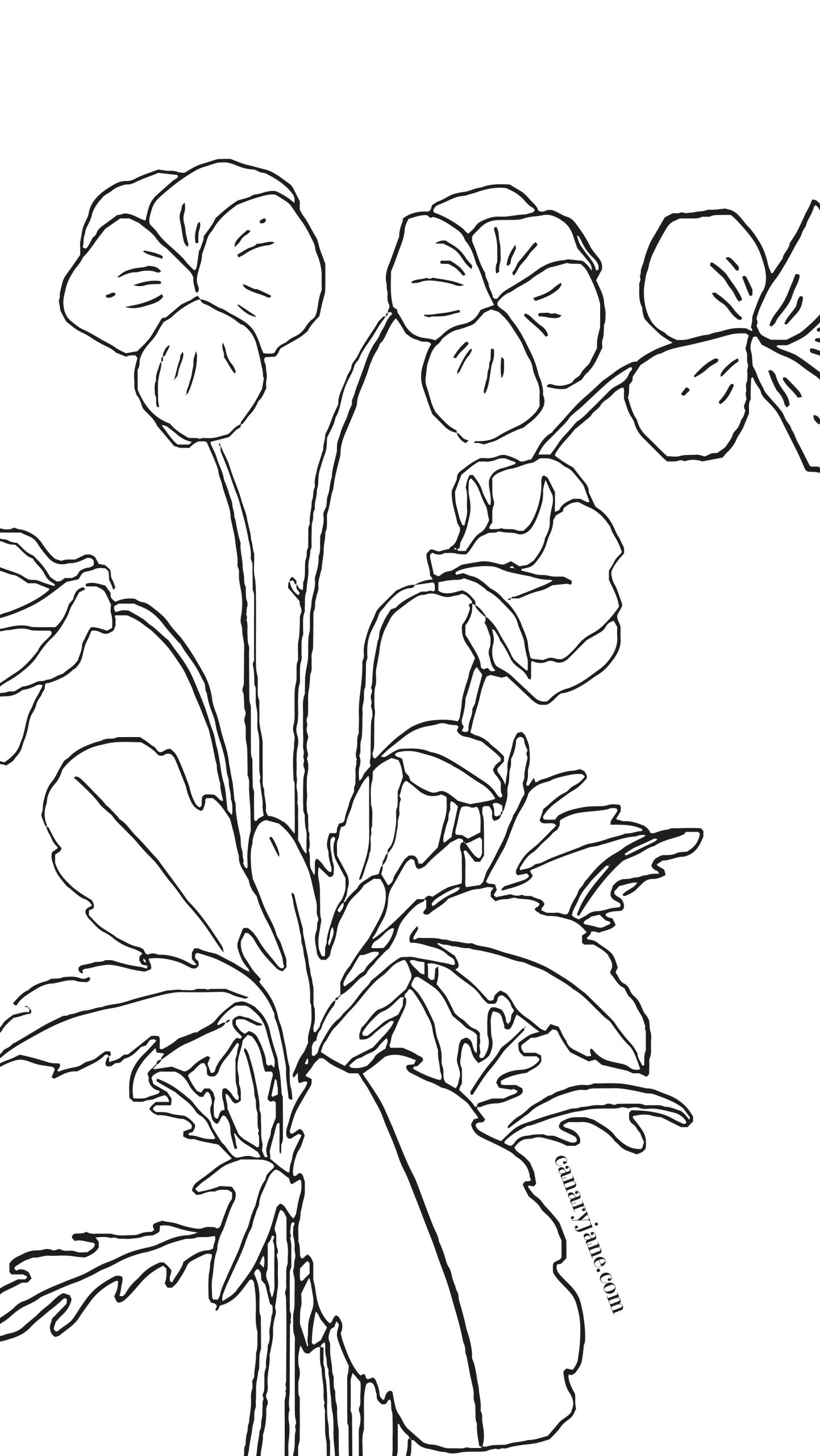 February Violet Birth Flower Background & Coloring Page – Canary Jane