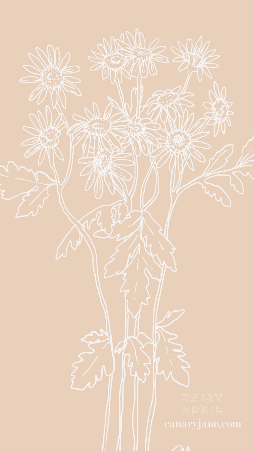 April Daisy Birth Flower Background & Coloring Page – Canary Jane