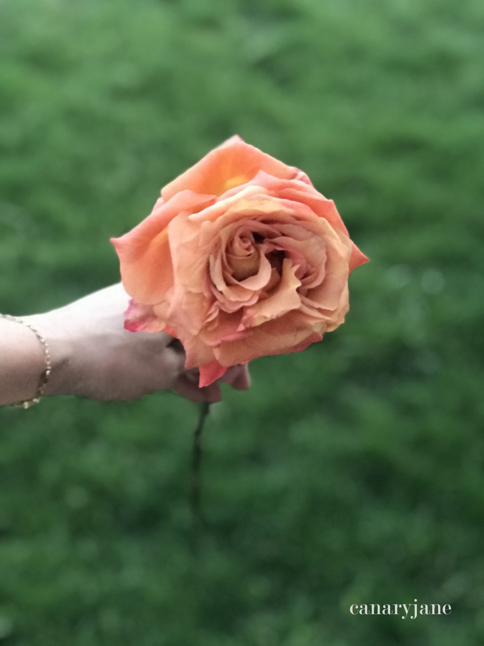 June Rose Birth Flower Background & Coloring Page – Canary Jane