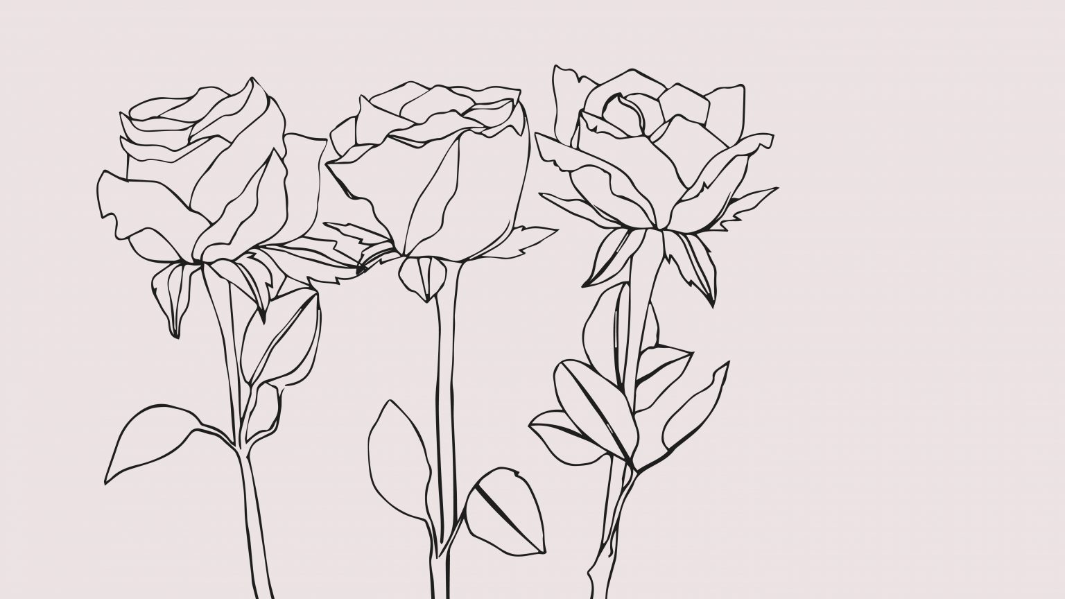 June Rose Birth Flower Background & Coloring Page – Canary Jane