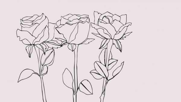 June Rose Birth Flower Background & Coloring Page – Canary Jane